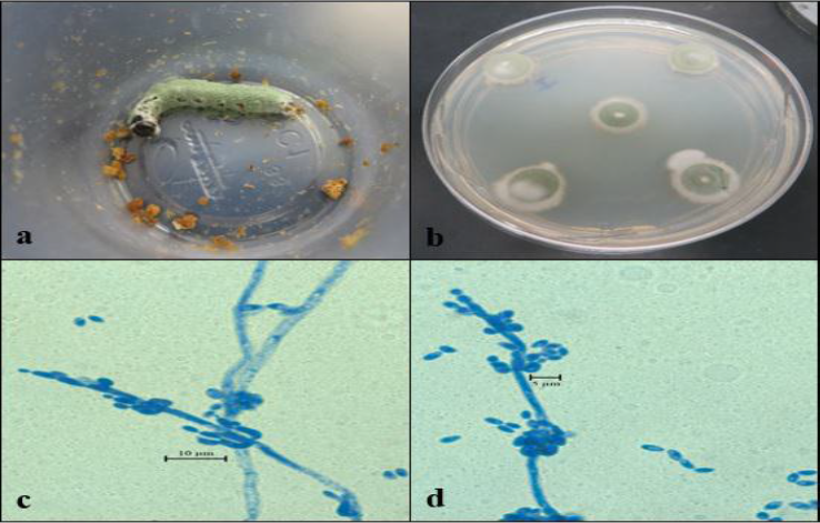 Ocurrencia natural de Metarhizium rileyi en larvas de Spodoptera ...