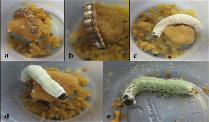 Ocurrencia natural de Metarhizium rileyi en larvas de Spodoptera ...